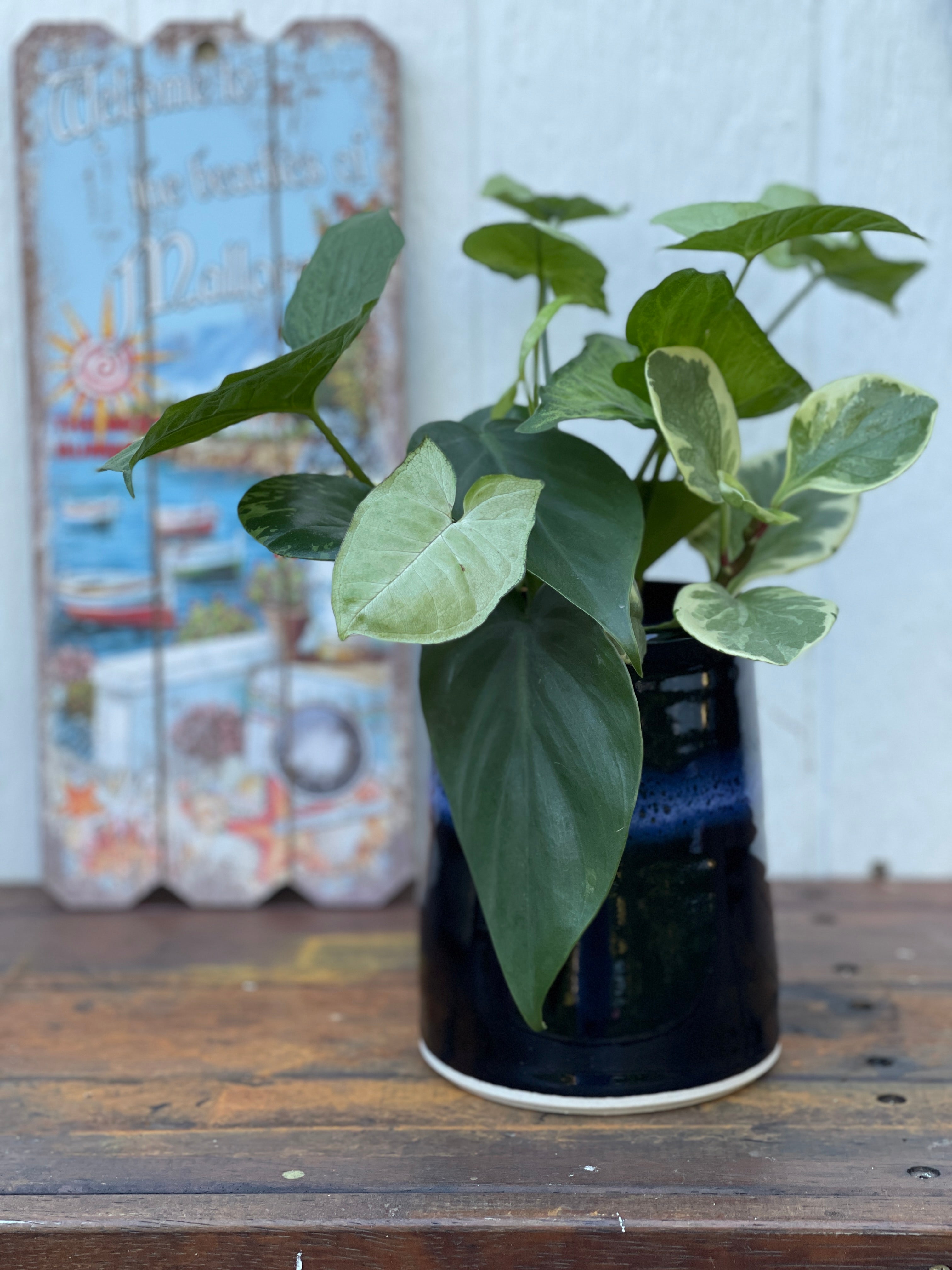 Plant Bouquet in Dark Blue Ceramic Vessel – Plants with Pizazz